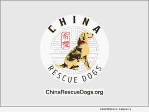 A GoFundMe Page Is Now Live to Help China Rescue Dogs with Transporting ...